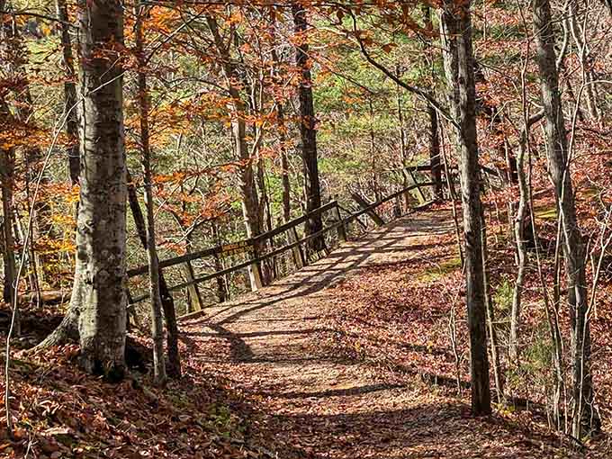 A leaf-covered trail winds through autumn hardwoods, the kind of walk that fixes whatever was bothering you.