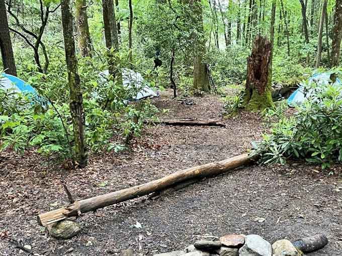 A tent among the rhododendrons means waking up to birdsong and the sound of rushing water nearby.
