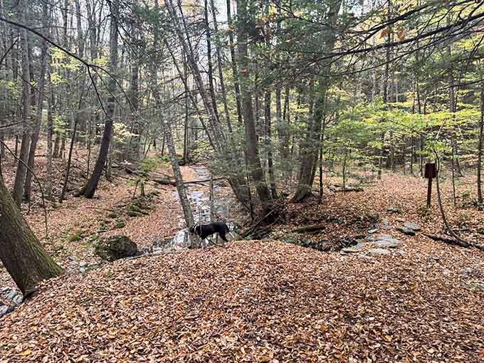 Even the local dogs know this trail delivers, and they're notoriously tough critics of outdoor adventures.