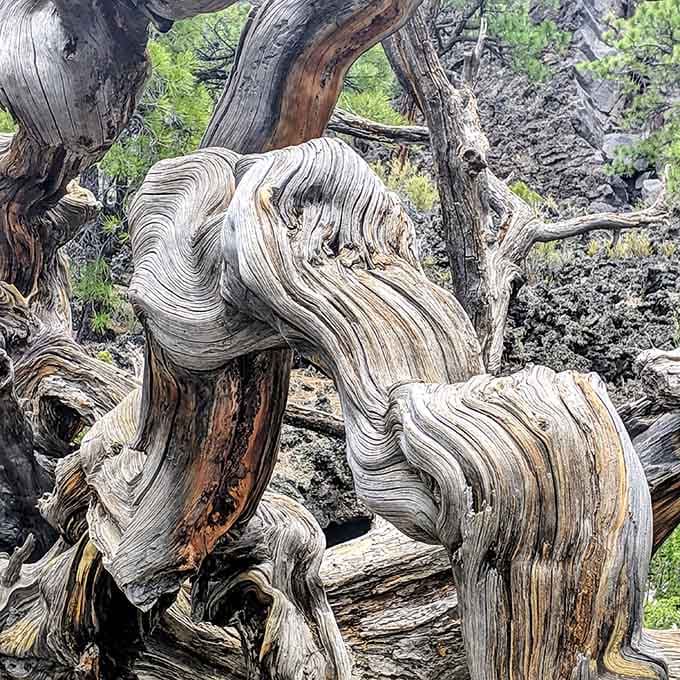 This magnificently twisted ancient wood looks like it spent centuries auditioning for a role in a fantasy film.