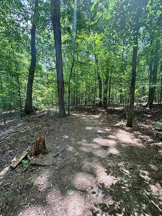 The trail winds through the kind of forest that makes you feel like the city never existed at all.