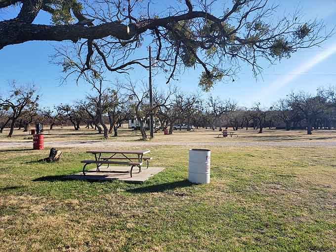 Lake Sweetwater Municipal Park offers shade, picnic tables, and the rare gift of actual peace and quiet.