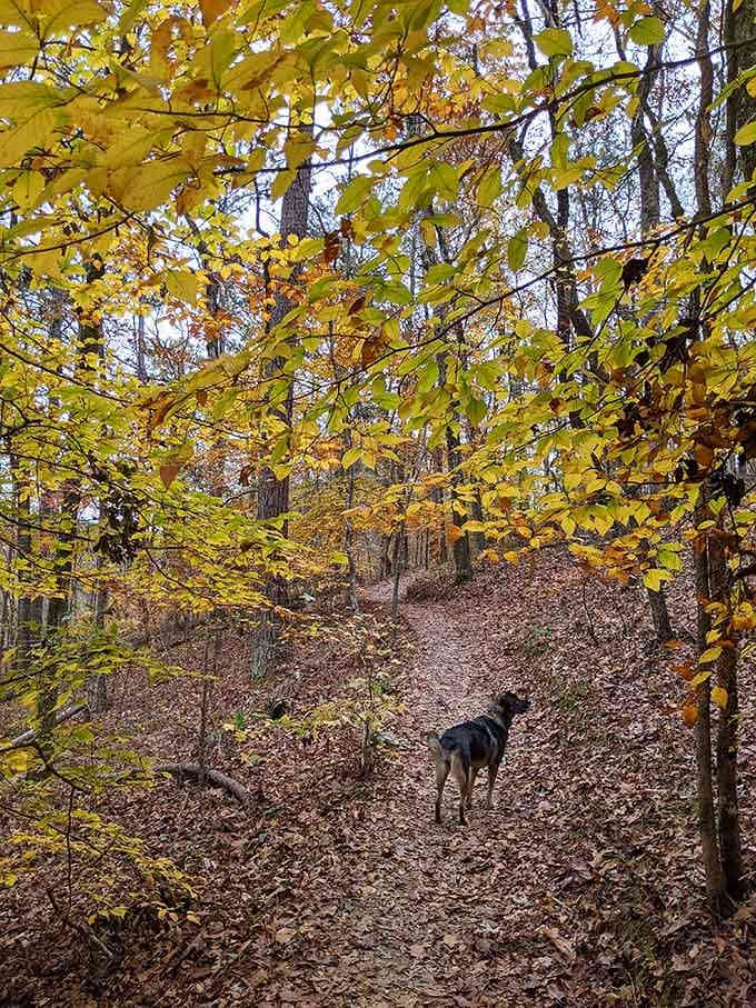 Sylaward Trail at Lake Howard winds through autumn colors that rival New England without the tourist crowds.
