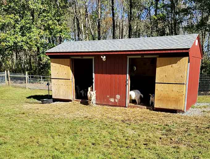 A cozy red goat shed tucked into the tree line, where residents clearly live better than most of us.