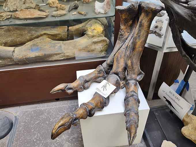 A Tyrannosaurus rex hind foot up close, suddenly your own feet feel very inadequate by comparison.