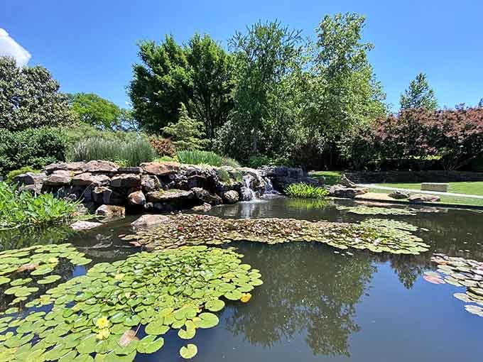 Lily pads floating on still water with a cascading waterfall behind them, pure, unhurried, genuinely lovely.