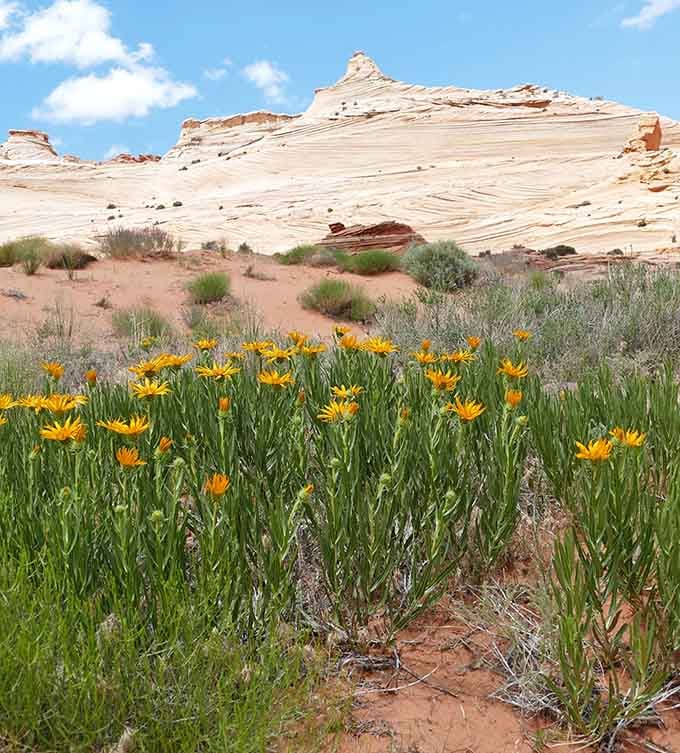 Wildflowers bloom against swirling white sandstone, a reminder that beauty out here comes in every form.