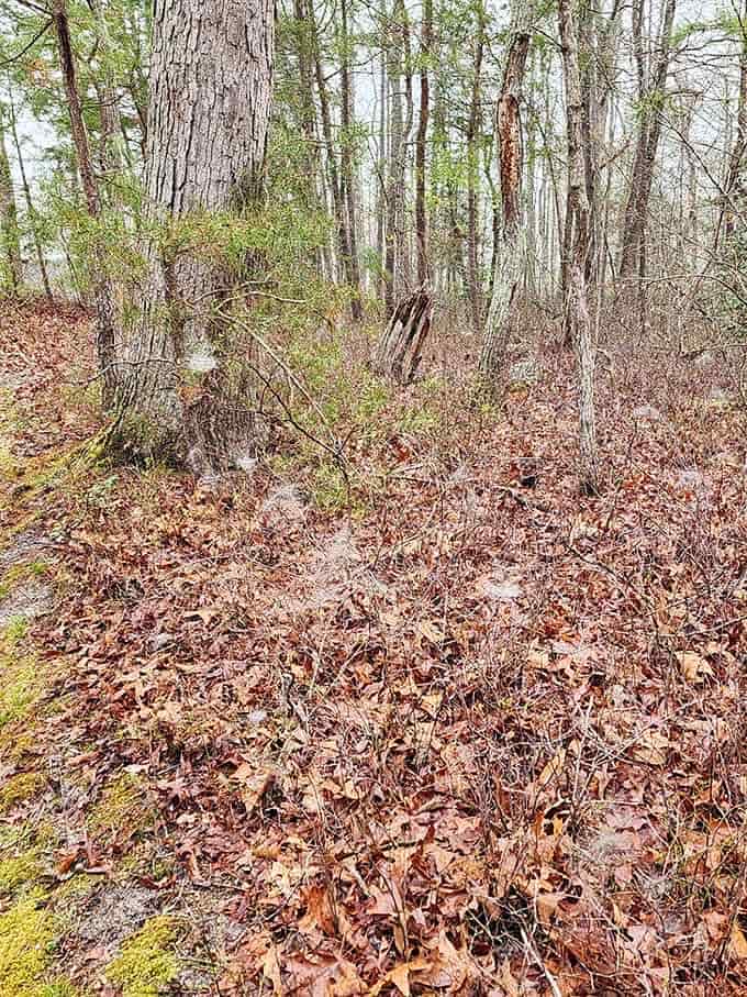 Autumn's carpet of leaves crunches underfoot, providing the forest's own satisfying soundtrack for your walk.