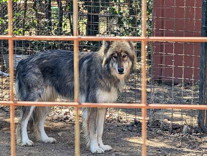 Those amber eyes are locked right onto yours, and suddenly you understand exactly why wolves inspire so many legends and campfire stories.
