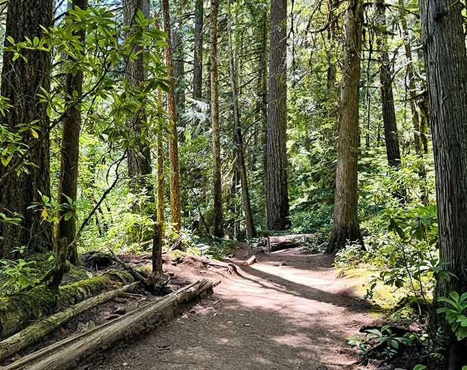 Sunlight filters through towering trees along the peaceful trail, creating that magical forest atmosphere you thought only existed in movies.