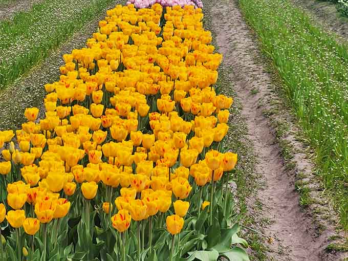 A whole row of sunshine yellow, because apparently Mother Nature decided subtlety was overrated this season.