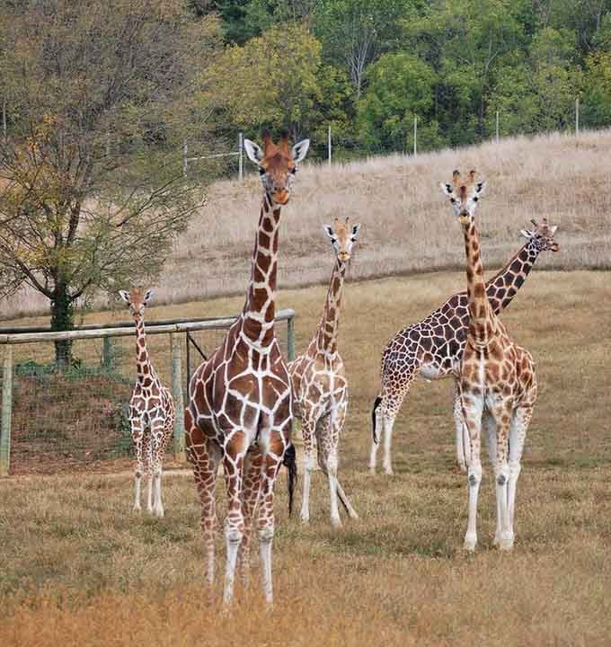 A giraffe family portrait that belongs on someone's holiday card, proving nature does coordinated outfits better than humans.