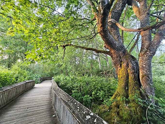 Moss-covered bark, twisting branches, and a boardwalk that keeps going. Nature's architecture at its most dramatic and unhurried.
