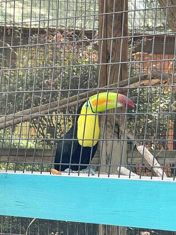 That beak didn't come from a cereal box, folks. This Keel-billed Toucan is the real deal.