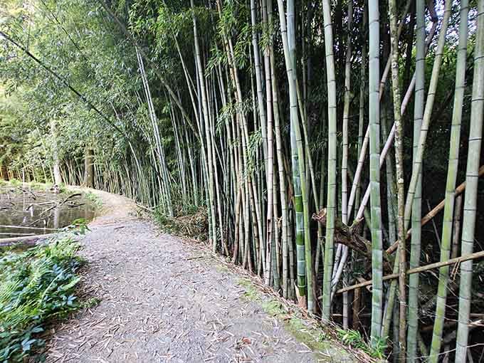 The path curves, the bamboo leans in close, and suddenly your afternoon walk becomes something genuinely unforgettable.