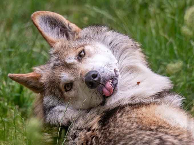 This wolf's expression perfectly captures that moment when someone tells a dad joke and you can't help but crack up.