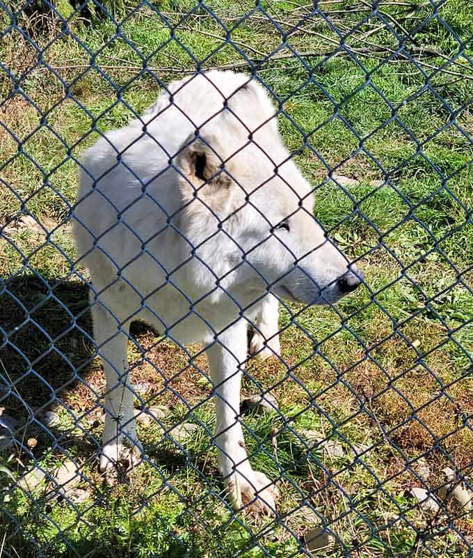 Pure white and quietly magnificent, this wolf looks like winter decided to take a stroll.