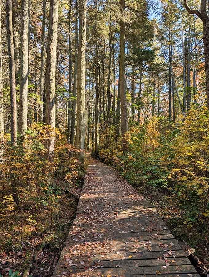Fallen leaves carpet this elegant boardwalk at Belleplain, where tall pines stand at attention like proud sentinels.