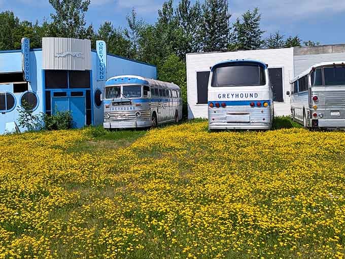 Vintage silver buses rising from a sea of yellow wildflowers is the most cheerful surprise Minnesota has ever pulled off.