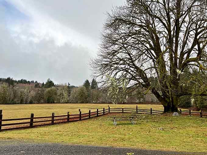 A bare winter tree and a quiet fenced meadow set the peaceful stage for one of Oregon's most magical wildlife encounters.