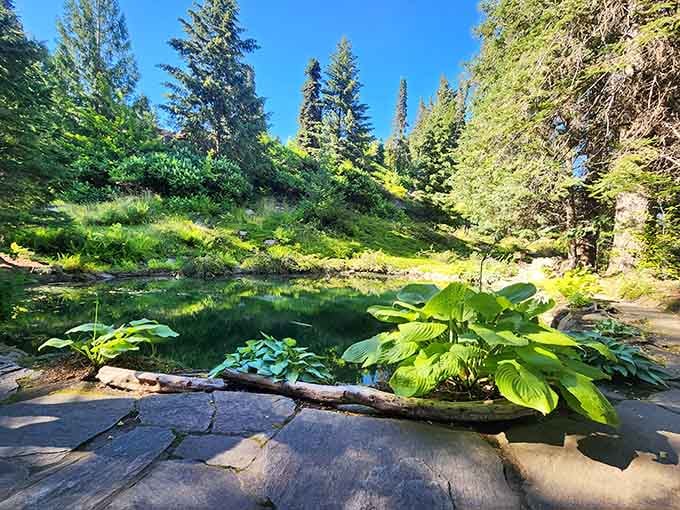 Emerald pools reflect towering pines in this hidden alpine garden where hostas grow big as beach umbrellas.