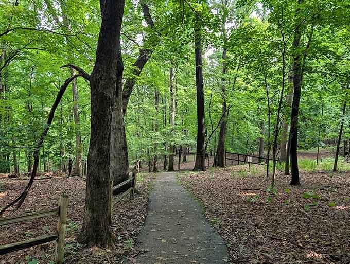 Tall oaks stand like patient sentinels along this paved Powder Valley path, whispering that the good stuff is just ahead.