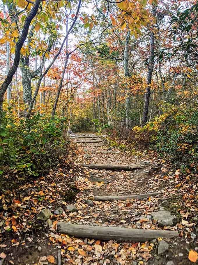 Wooden log steps climb through a brilliant tunnel of fall foliage on South Mountain, looking like the world's most scenic staircase.