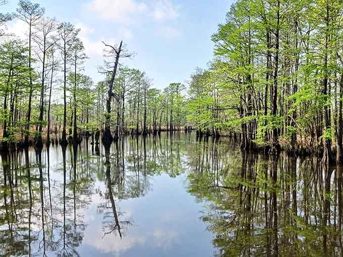 Tall cypress trunks reflected perfectly in still water create a mirror-world so beautiful it almost feels wrong to disturb it.