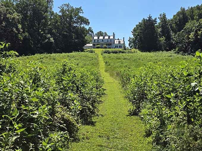 The historic Chapman House crowns a lush green hillside at the trail's end, like a reward waiting patiently at the top.