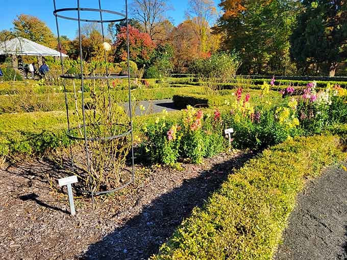 Autumn flowers bloom cheerfully in organized beds, proving that structure and wild beauty can absolutely coexist harmoniously.