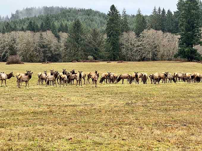 Dozens of Roosevelt elk grazing together in a misty green meadow is the kind of scene that makes you pull over and just breathe.