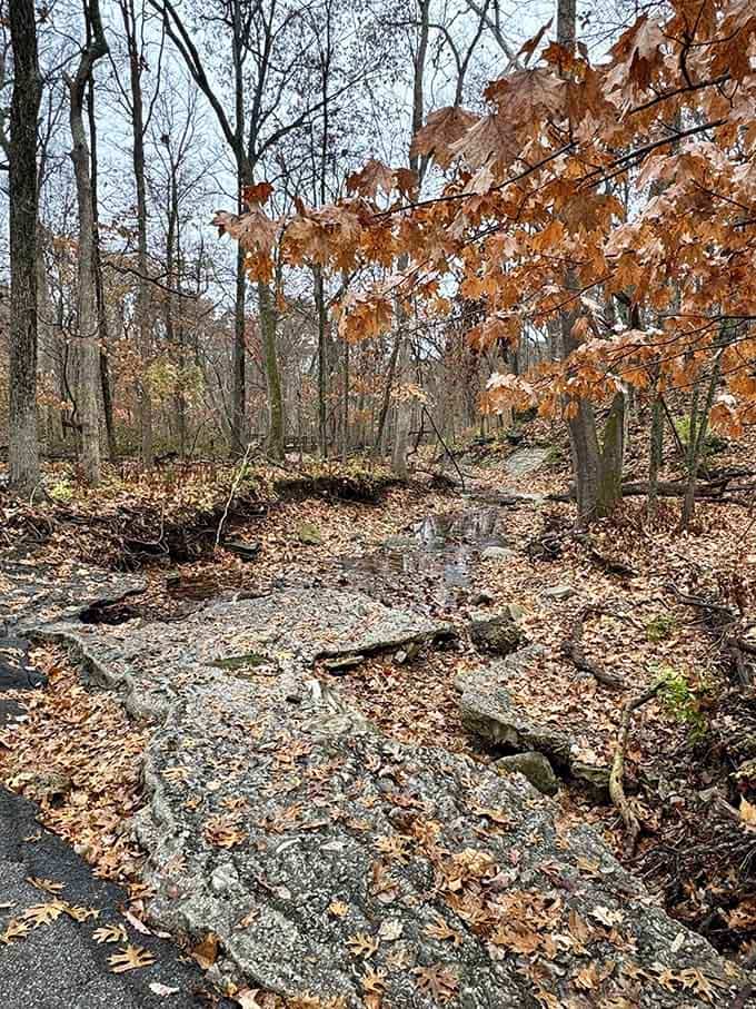 Copper leaves cling stubbornly to bare branches above cracked rock, proving Powder Valley puts on a serious autumn show.
