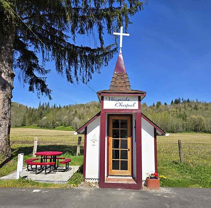 Framed by a sprawling spruce and rolling green fields, the Wayside Chapel sits beside Highway 2 like a gentle reminder that good things come small.