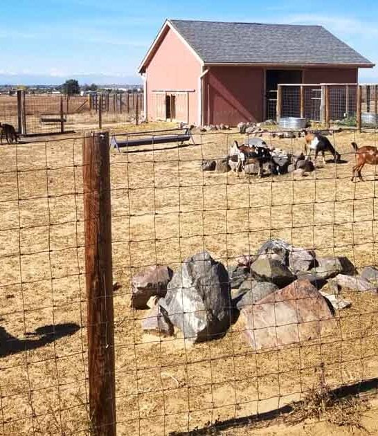 Mingle With The Peacocks And Baby Goats At This Adorable Farm In Colorado