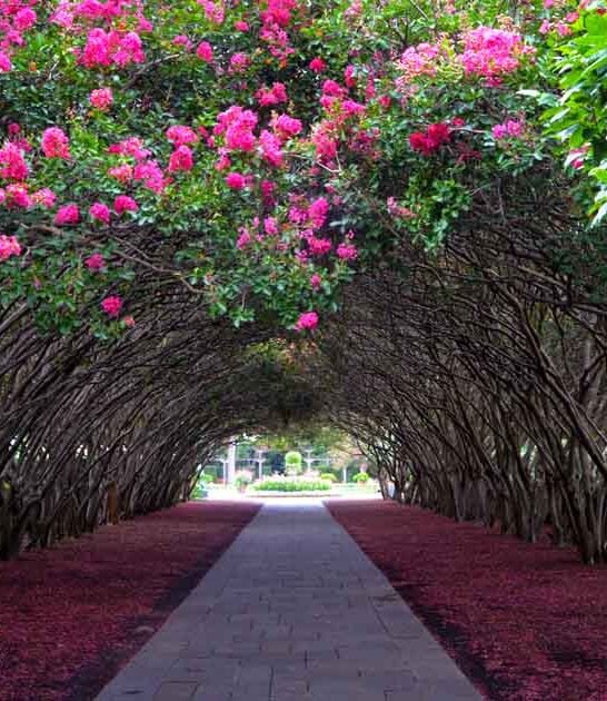 adventure magical garden texas ftr