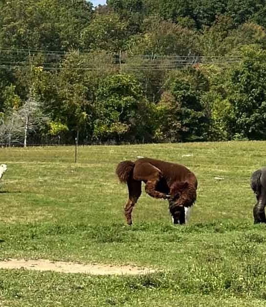 The Whimsical Alpaca Farm In New York That’s Straight Out Of A Storybook