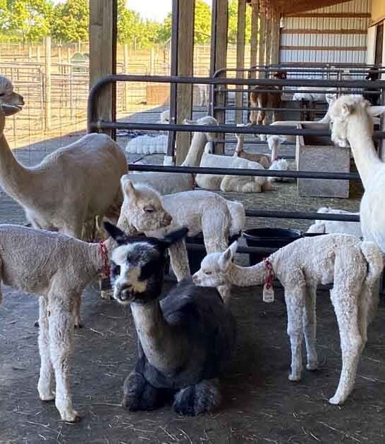 alpaca ranch oregon ftr