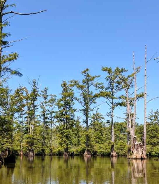 breathtaking national forest illinois ftr