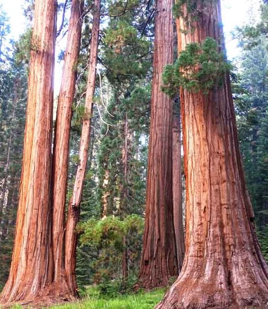 california ancient giant sequoias ftr