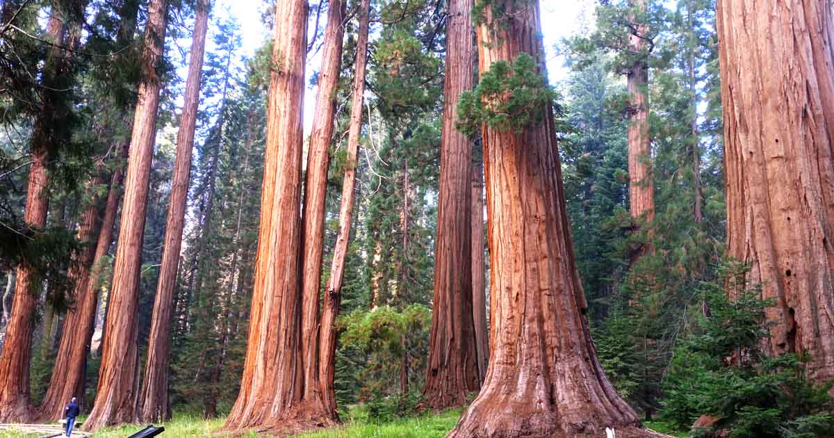 California Has More Ancient Giant Sequoias Than Almost Any Place On ...