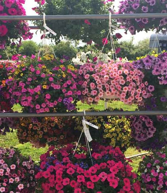 colorful flower farm maryland ftr