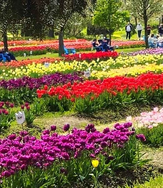 dreamy michigan monet garden ftr
