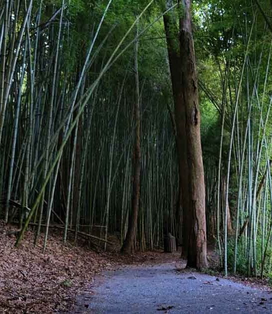 enchanting bamboo forest alabama ftr