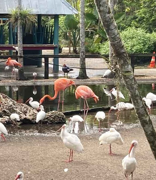 florida garden beyond enchanting ftr