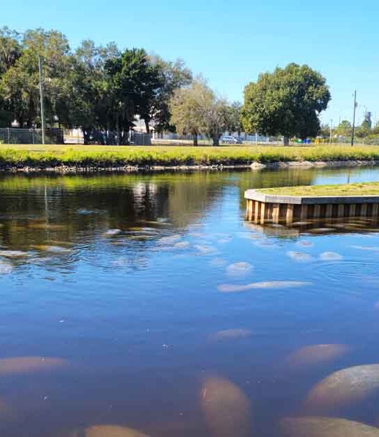 florida spots manatees tour ftr