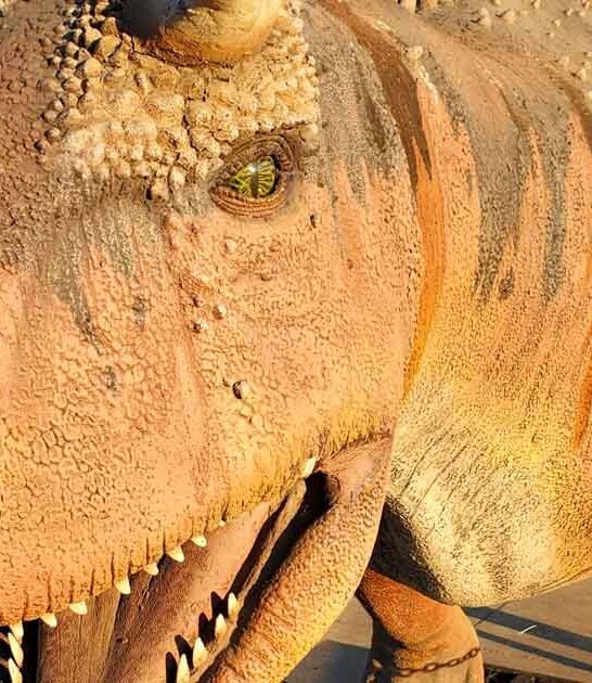fossils dinosaur museum texas ftr