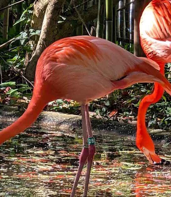 free zoo maryland trip ftr