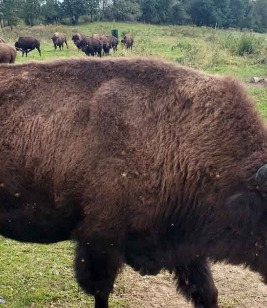 hidden connecticut bison farm ftr
