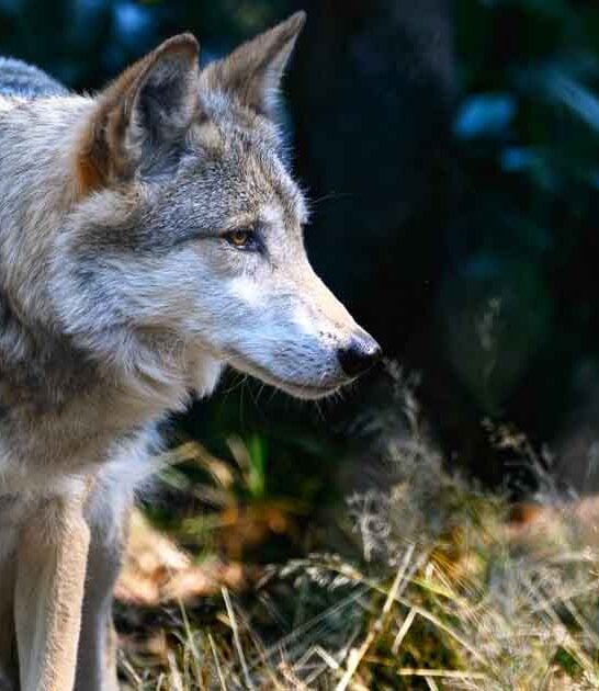 hidden washington wolf sanctuary ftr