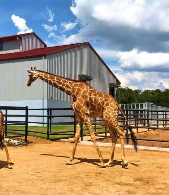 hotel giraffe barn texas ftr